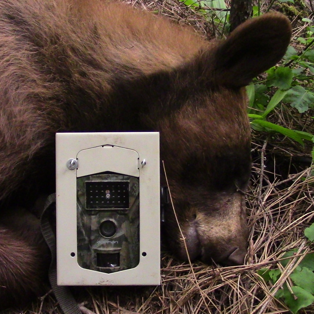 Setting Up Trail Cameras for Black Bears – HUNT EVERYTHING